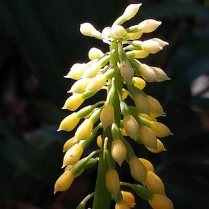 45 Types Of Calanthe Orchids [With Pictures]