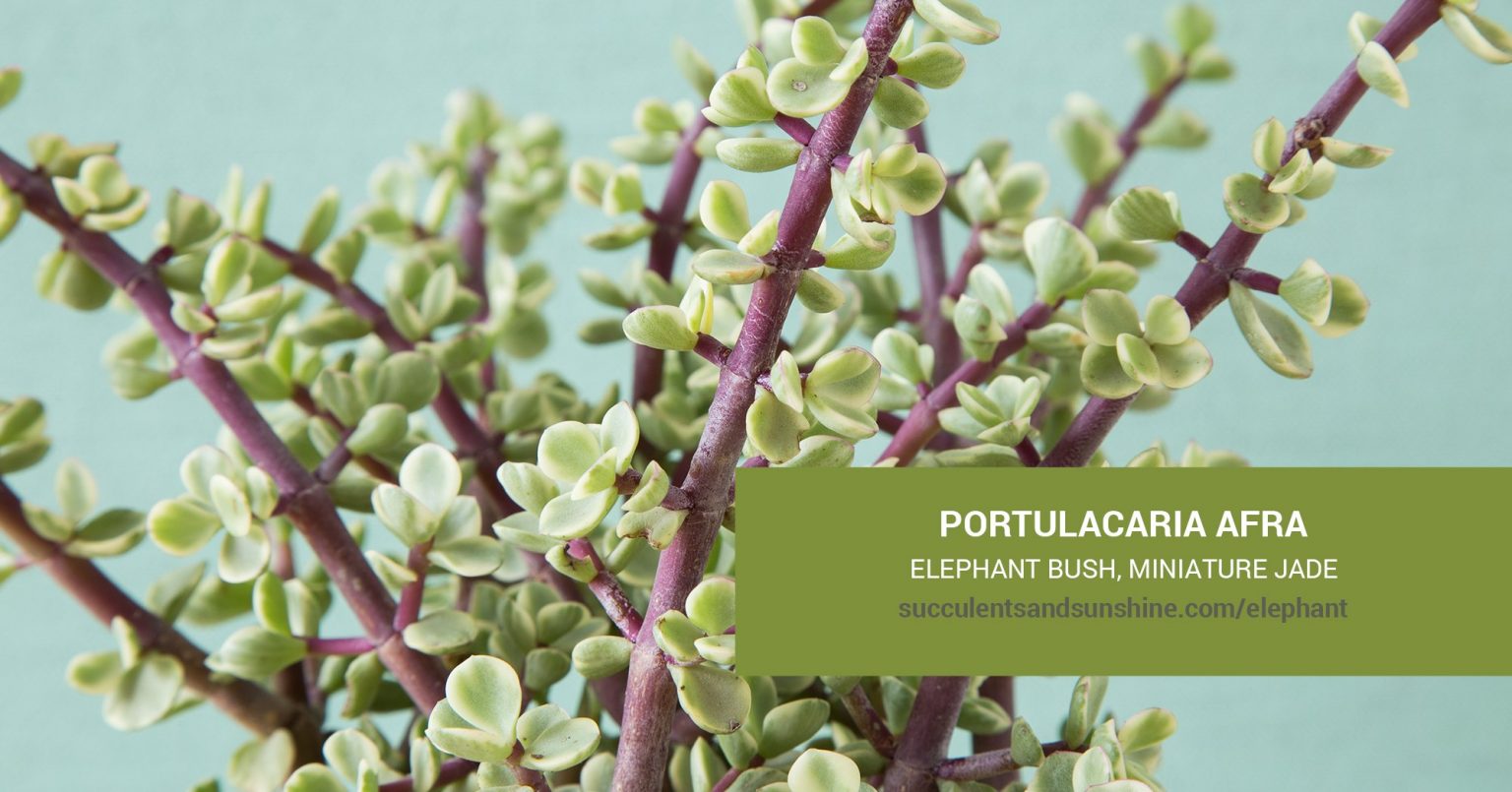 Portulacaria Afra-Elephant Bush Care, Types And Propagation