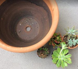 How To Plant Succulents In Containers: A Beginner'S Guide