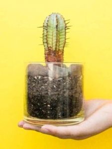 How To Easily Root And Propagate A Cactus Step-By-Step