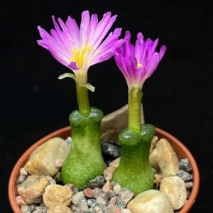 143 Types Of Conophytum Succulents [With Pictures]